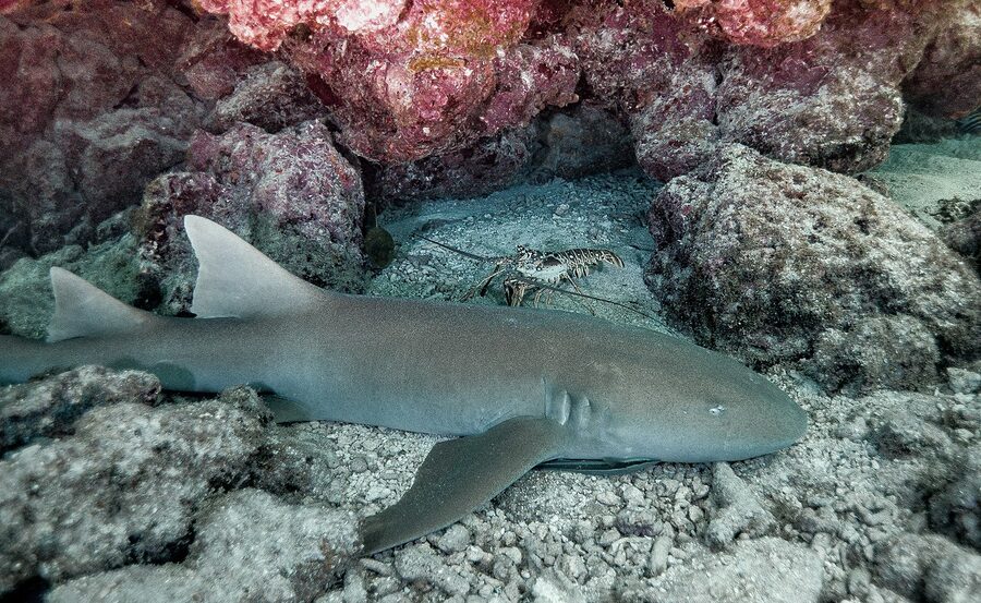 Nurse shark with Caribbean spiny lobster in the Florida Keys National Marine Sanctuary