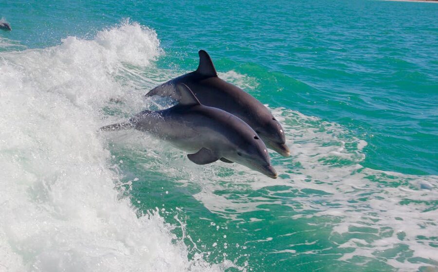 Dolphins leaping in Florida turquoise water