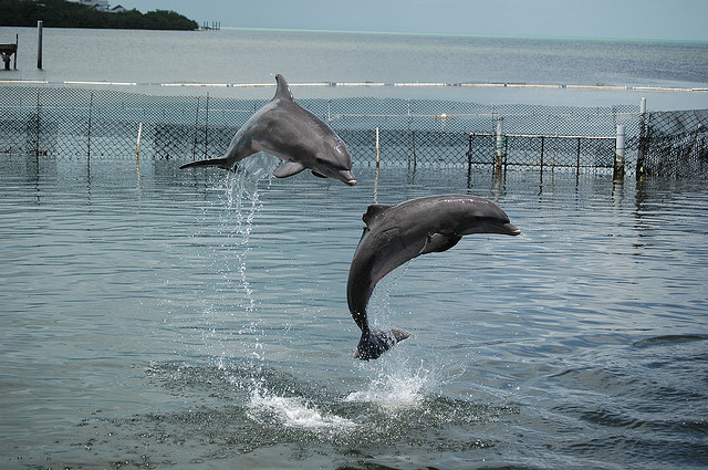 Bottlenose dolphins playing on the Florida Keys Scenic Highway
