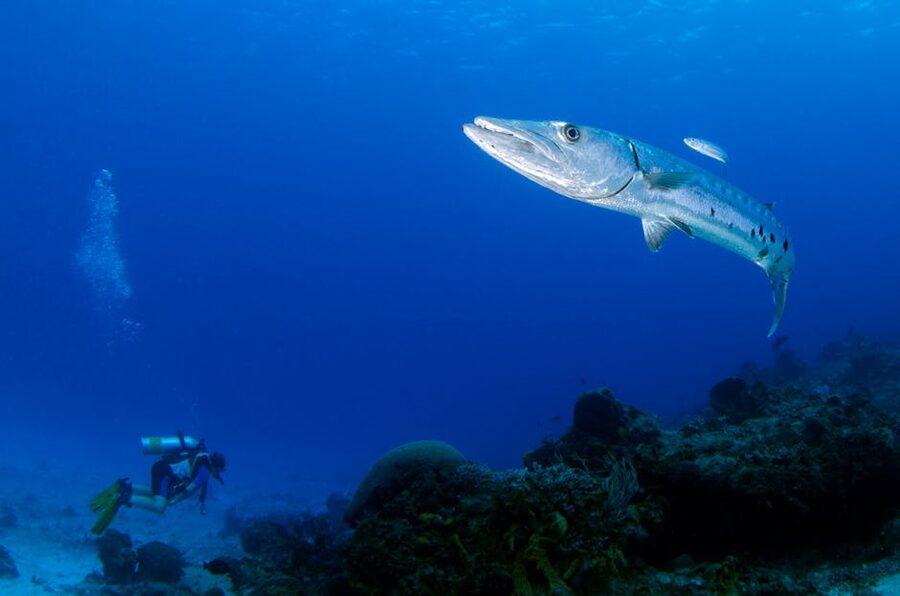 Great barracuda along a reef