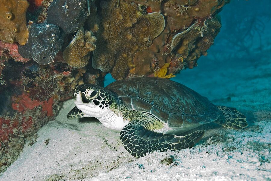 Green sea turtle in Biscayne National Park