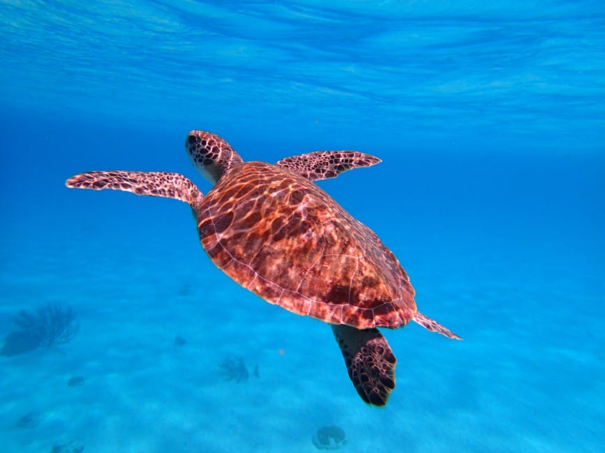 Hawksbill sea turtle in Caribbean water