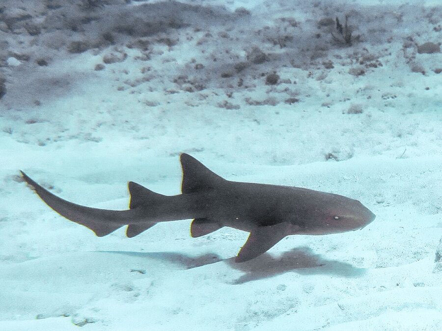 Nurse shark on a reef in the Florida Keys
