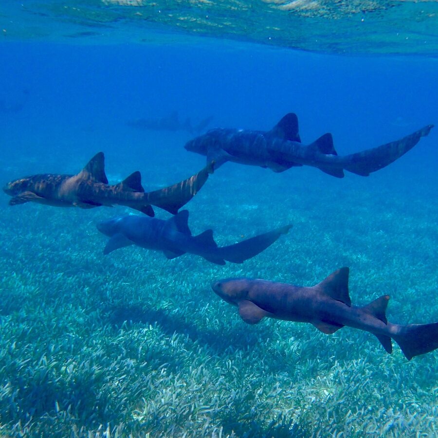Nurse shark fin in blue Keys water