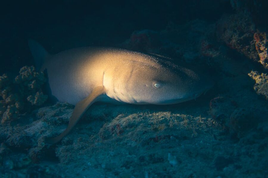 Nurse shark resting on the ocean floor