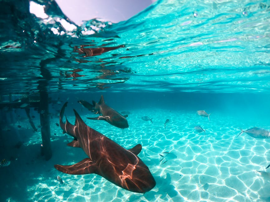 Nurse sharks in crystal clear water