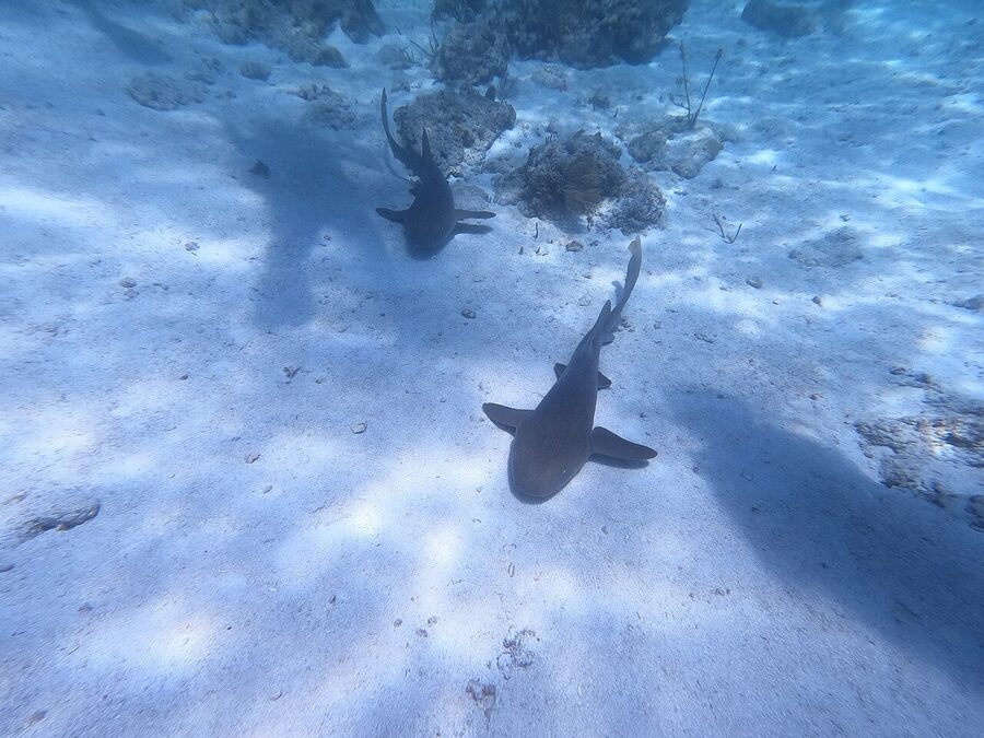 Nurse sharks on a Florida Keys reef