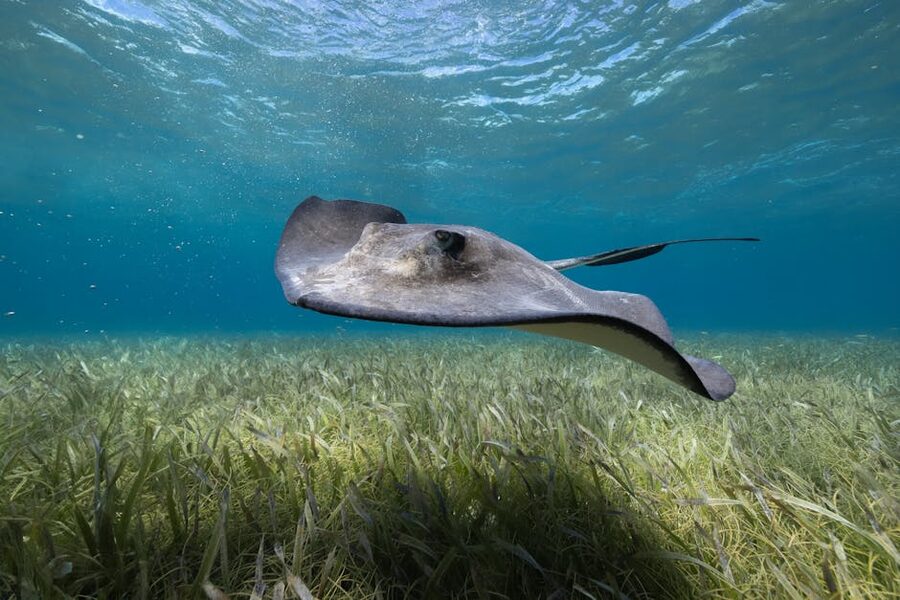 Stingray over seagrass in clear Keys water