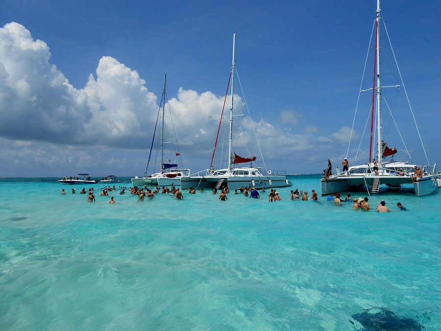 Southern stingrays in shallow Caribbean water