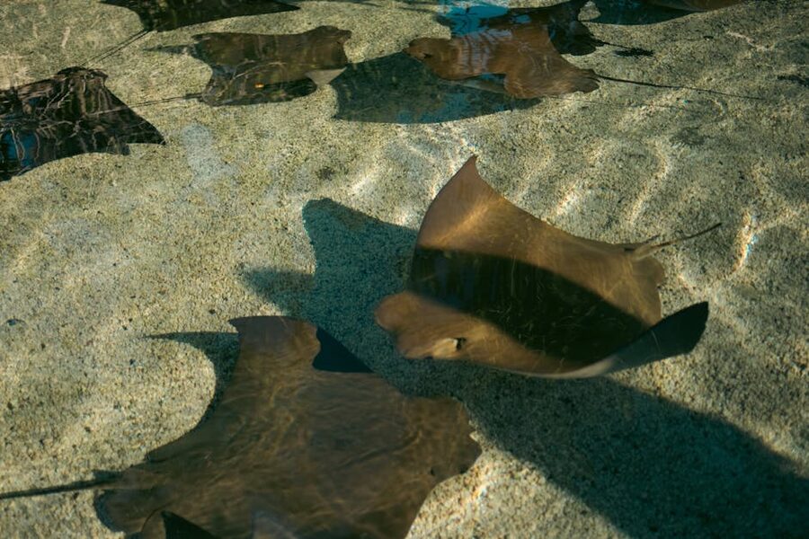 Stingrays in clear shallow water