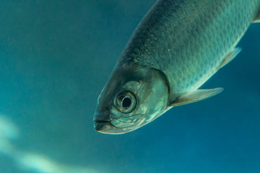 Tarpon silver fish underwater