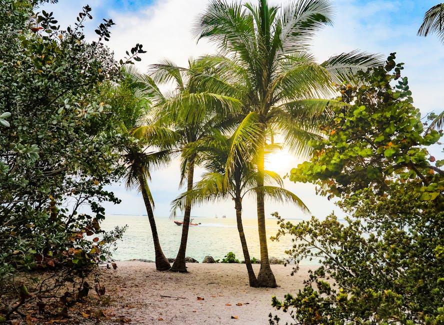 Tropical sunset with palm trees along the Key West shore