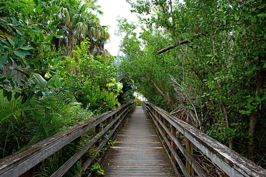 Palm-lined tropical road in Key West, Florida