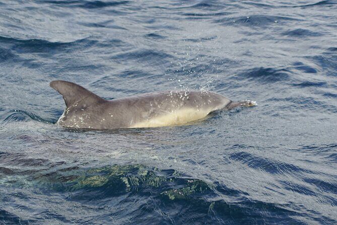 Kinsale Cruise, Kinsale ( 50 minutes) - Authentic Feedback from Past Travelers