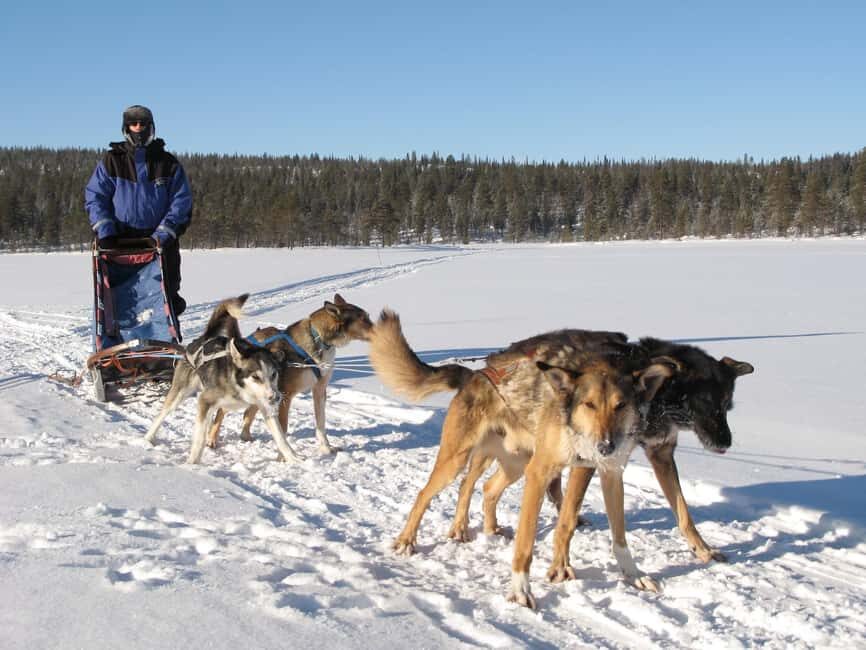 Kiruna: Dogsledding Husky tour with Lunch - Analyzing the Value
