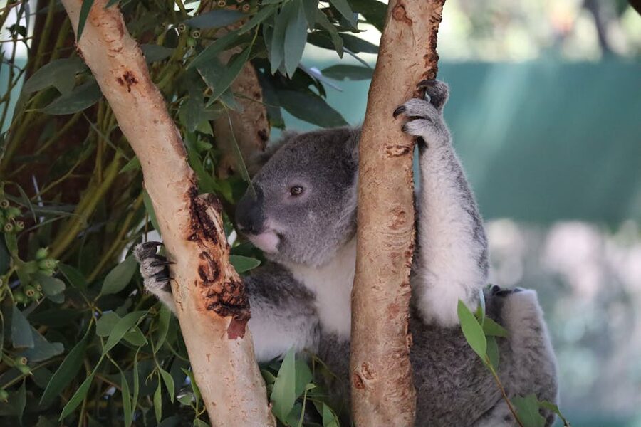 Koala on eucalyptus tree in Australia