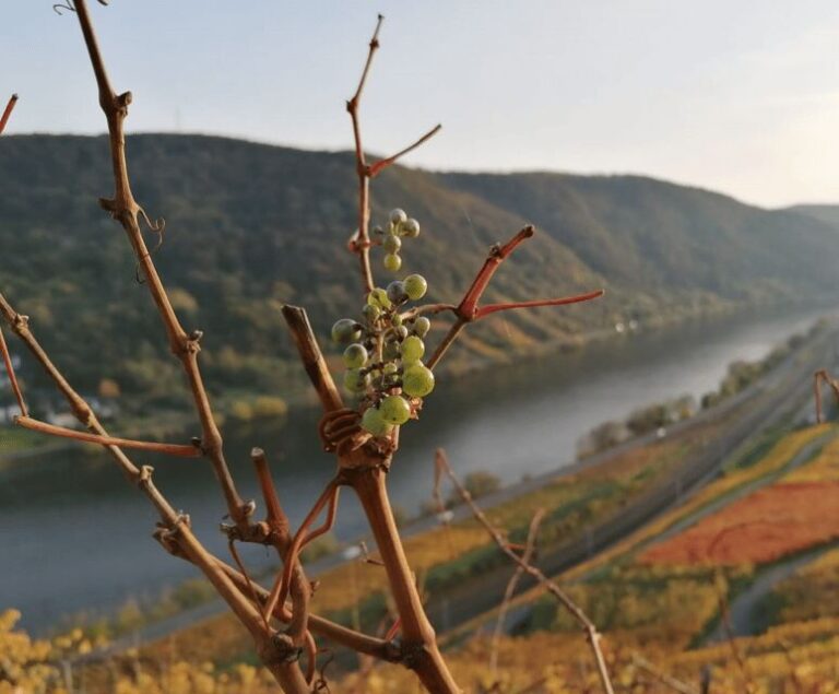 Koblenz: The Living Vineyard, Nature & Wine Enjoyment - The Value of the Experience
