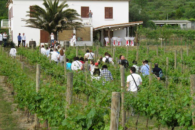 Konavle Valley Wine Tour from Dubrovnik with Train Ride and Wine Tasting - Considerations and Possible Drawbacks