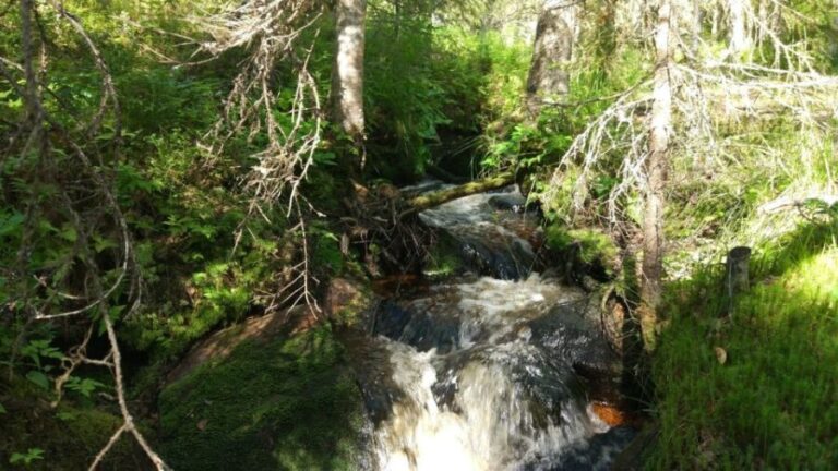 Korouoma National Park Guided Hike with Snacks - What Makes This Tour Special?