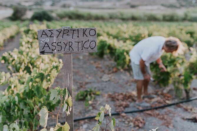 Kostantakis Winery - Milos Island Tour & Wine Tasting Experience - Discovering Milos’ Hidden Wine Gem: A Deeper Dive