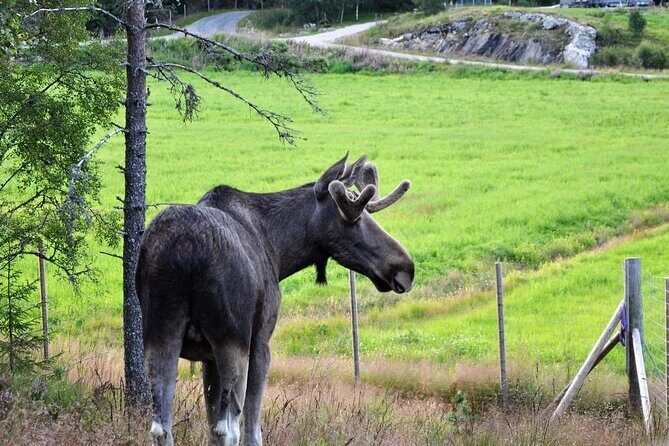 Kristiansand Guided Bus Tour and Moose Park Experience - Who Would Enjoy This Tour?