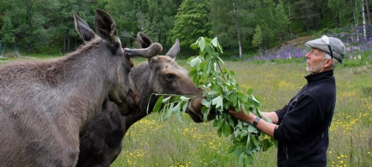 Kristiansand: Guided Bus Tour and Moose Park Experience - FAQ