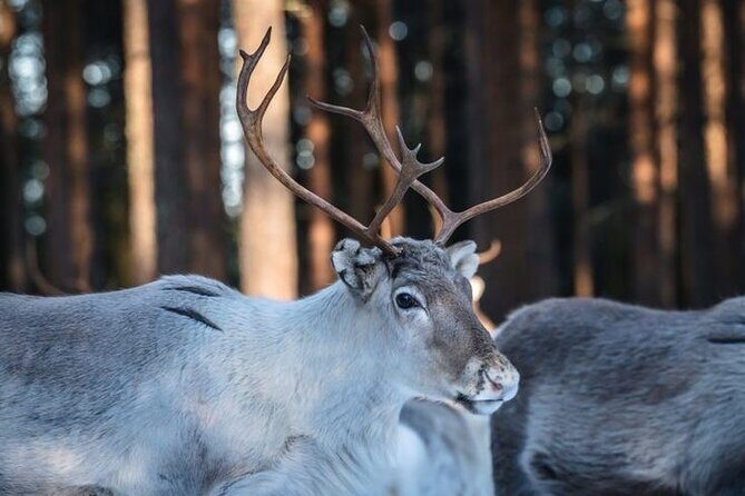 Kuoksa Reindeer Farm Visit with a Short Sleigh Ride - Why This Tour Offers Real Value