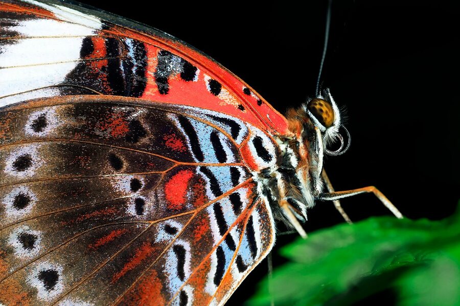 Red lacewing butterfly at the Australian Butterfly Sanctuary in Kuranda