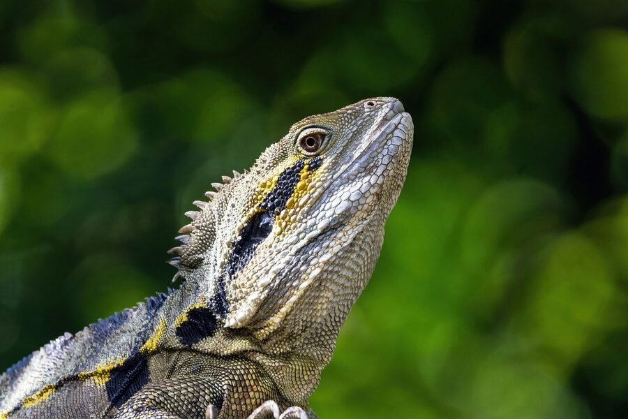 Eastern water dragon spotted around Kuranda Australia