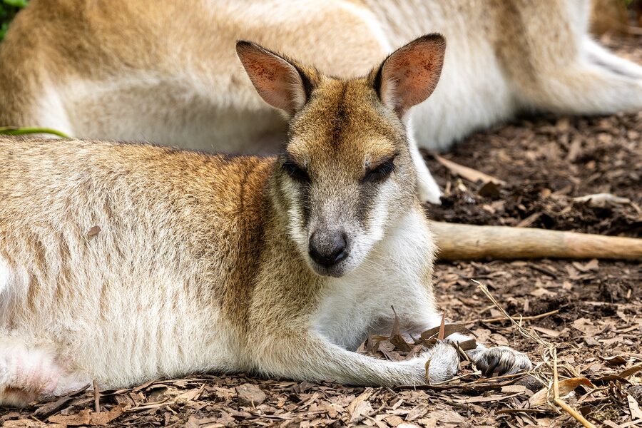 Wallaby at Kuranda Koala Gardens Queensland