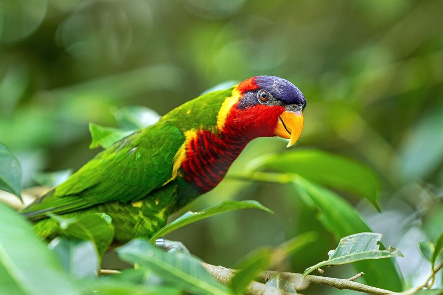 Rainbow lorikeet at Birdworld Kuranda