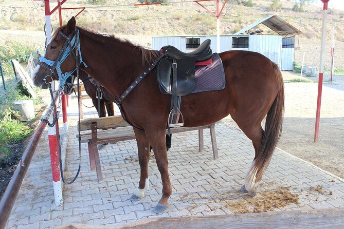 Kusadasi Horse Riding Beach and Forest options with Transfer - Practical Details and Tips