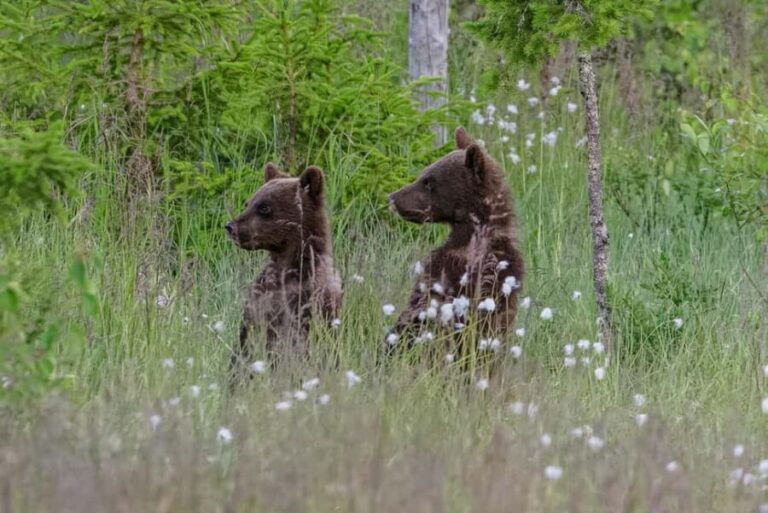 Kuusamo: Bear watching evening - An In-Depth Look at the Kuusamo Bear Watching Tour