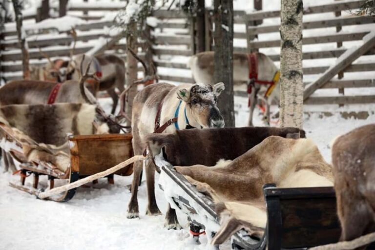 Kuusamo: Reindeer Sleigh Ride in Kujalan Porotila - Why Choose This Tour?