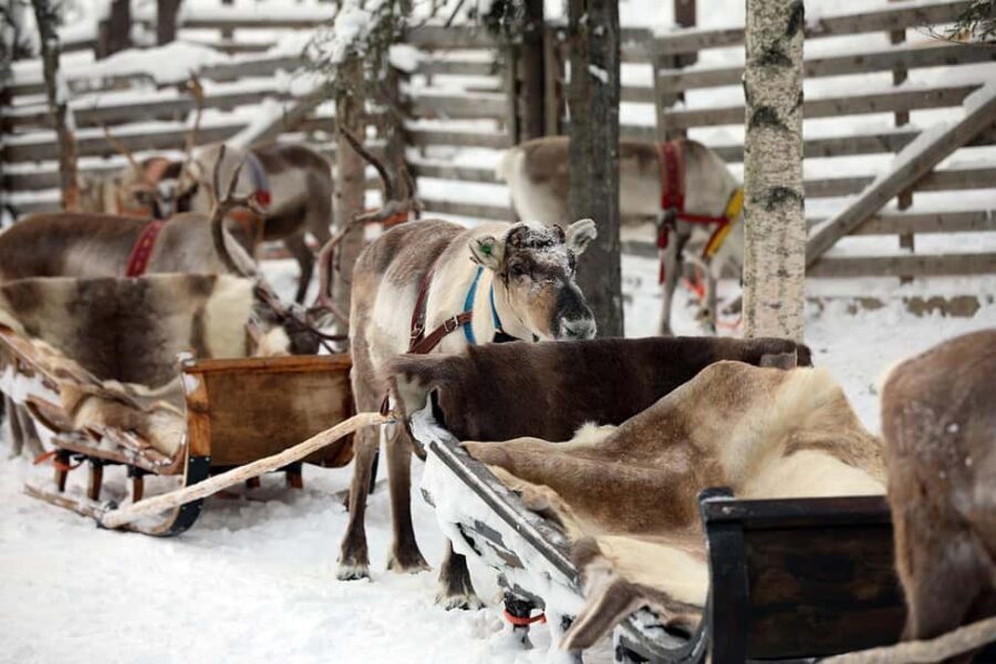Kuusamo: Reindeer Sleigh Ride in Kujalan Porotila - Why Choose This Tour?