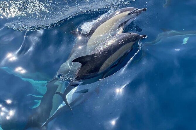 La Herradura: Sailboat with a view of dolphins-Shared - FAQ