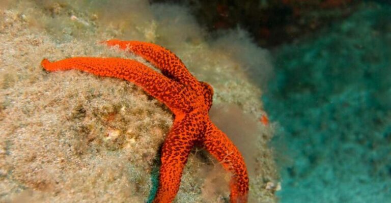 La Palma: Atlantic Snorkeling Tour with Full Gear Rental - The Experience: What You Can Expect