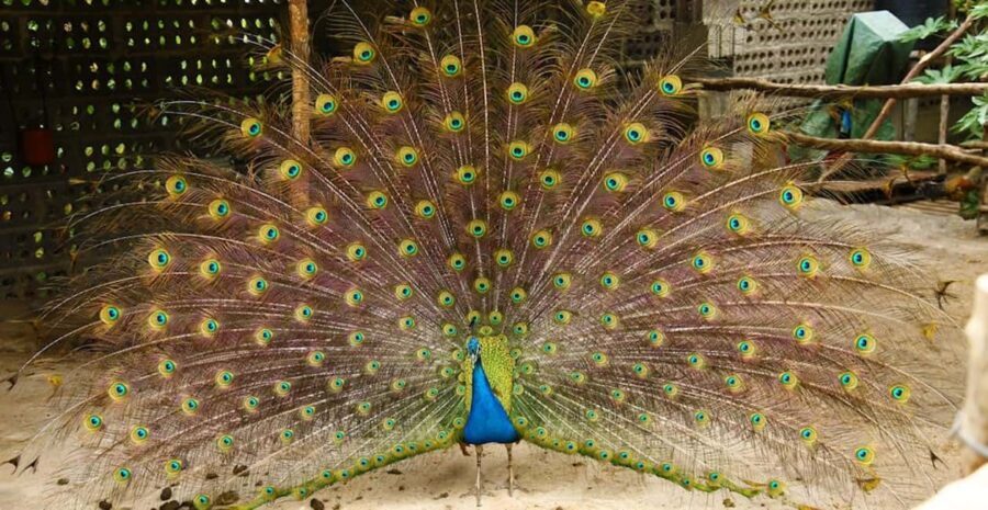 La Palma: PlatanoLógico Edible Forest Tour - Final Thoughts