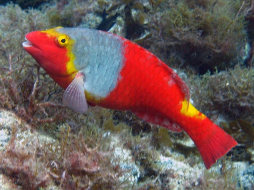 La Palma: SSI Try Scuba Program - Whats Included and Whats Not