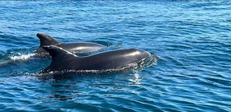 Lagos: Dolphin Watching Tour - Analyzing the Value