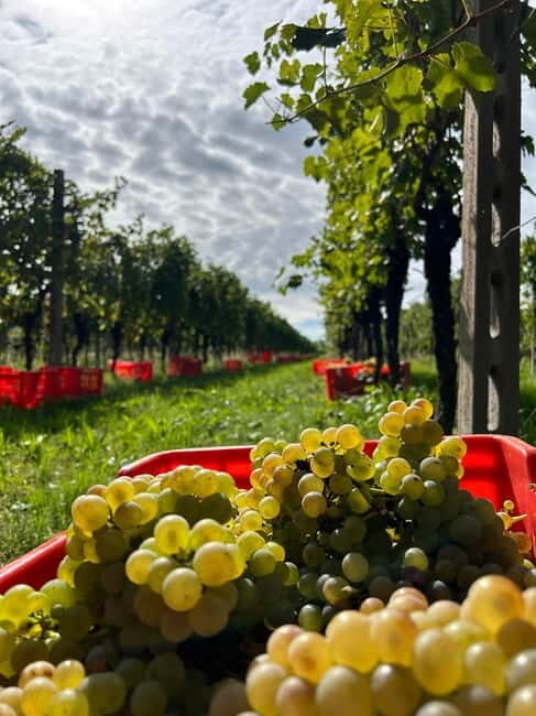 Lake Garda: Wine Tasting and Myths Tour with Local Snacks - The Experience in Detail