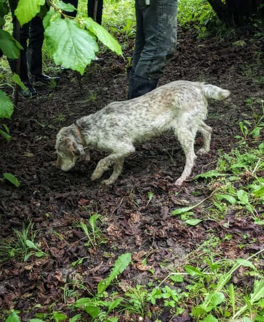Langhe: Truffle Hunt with Local Trifulau and Dog - Exploring the Truffle Hunt Itinerary