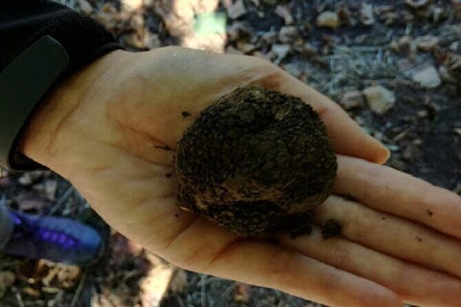 Langhe Truffle hunting Experience - FAQs