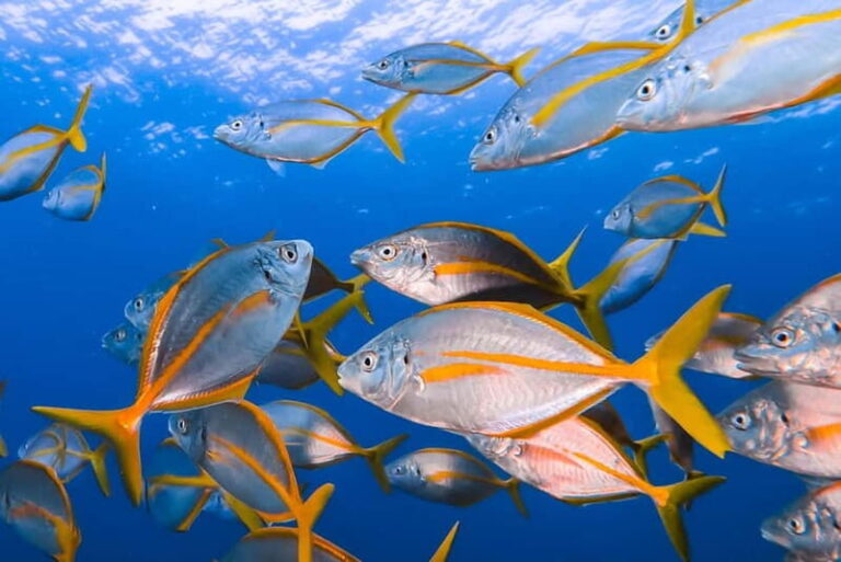 Lanzarote: Small-Group Discover Scuba Diving Costa Teguise - The Dive Center and Guides: Why It Matters