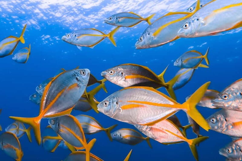 Lanzarote: Small-Group Discover Scuba Diving Costa Teguise - The Dive Center and Guides: Why It Matters