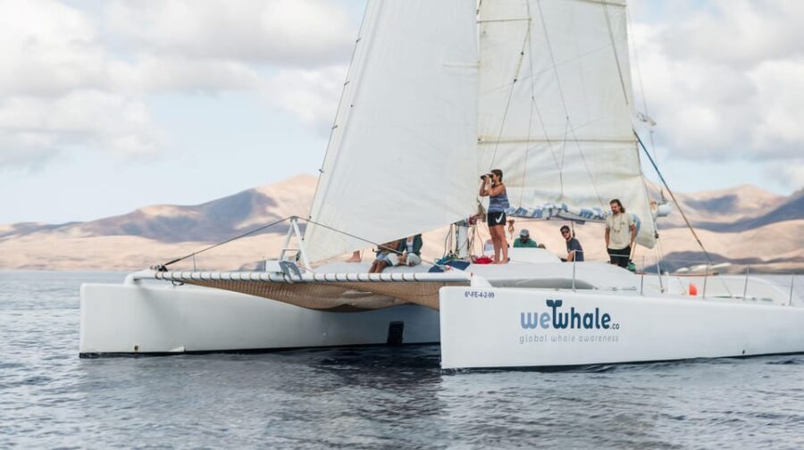Lanzarote: Whale and Dolphin Watching Eco-Friendly Catamaran - What to Expect from the Tour
