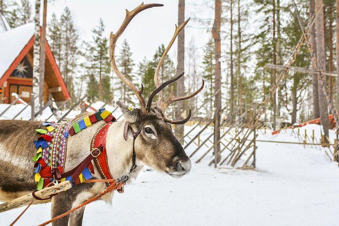 Lapland Reindeer Safari from Rovaniemi - Who Is This Tour Best For?