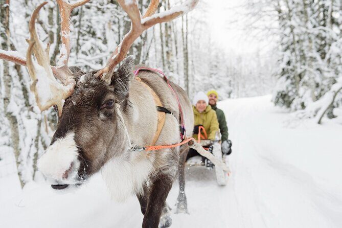 Lapland Reindeer Safari From Saariselkä - A Deep Dive into the Reindeer Safari Experience