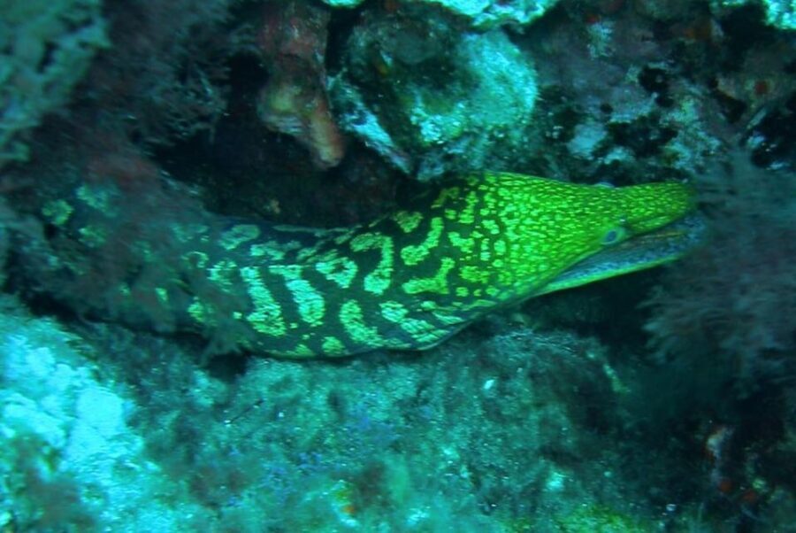 Las Canteras Scuba Diving - The Value of the Experience