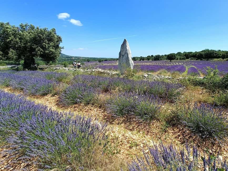 Lavande Guided Tour And Live Distillation - The 360° Immersive Film